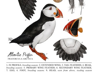 Atlantic Puffin Canvas Print - Etsy