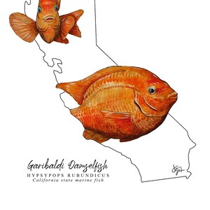 California State Marine Fish - Garibaldi Damselfish Poster - Giclée Art ...