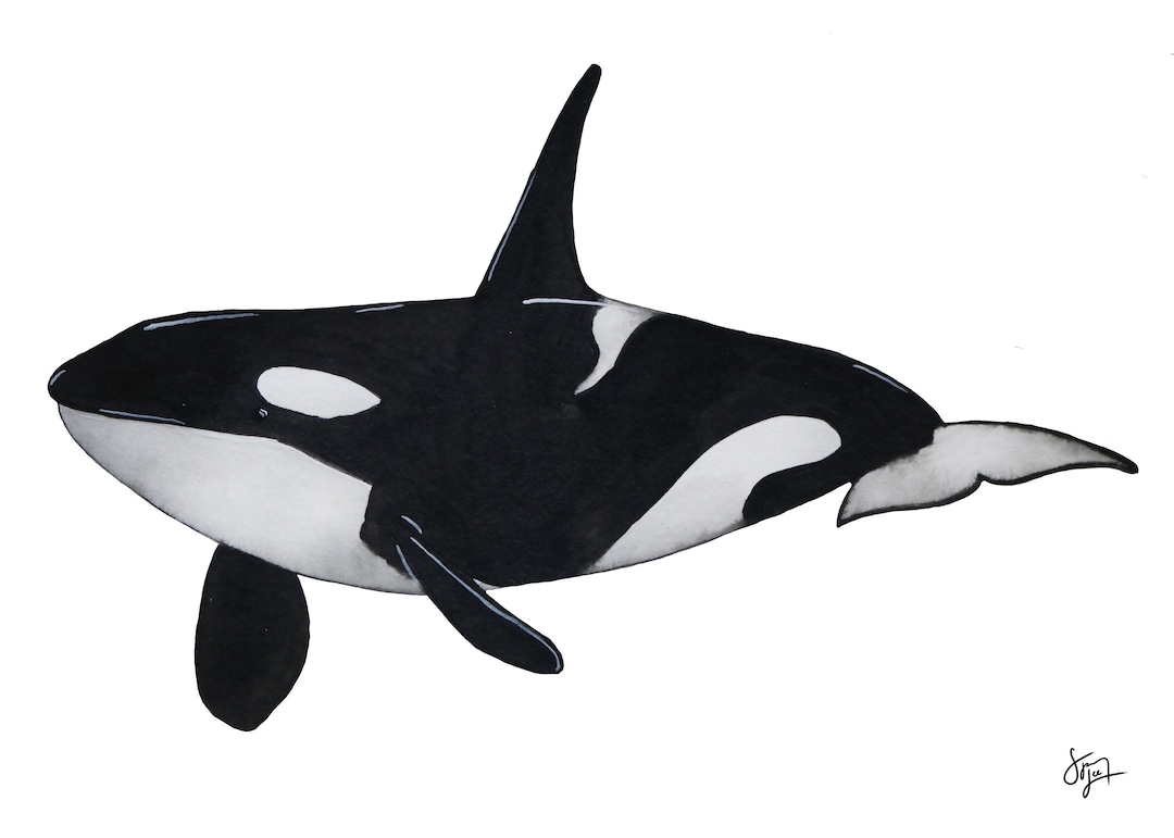 Orca (killer Whale) Species Portrait - Giclée Art Print - Etsy