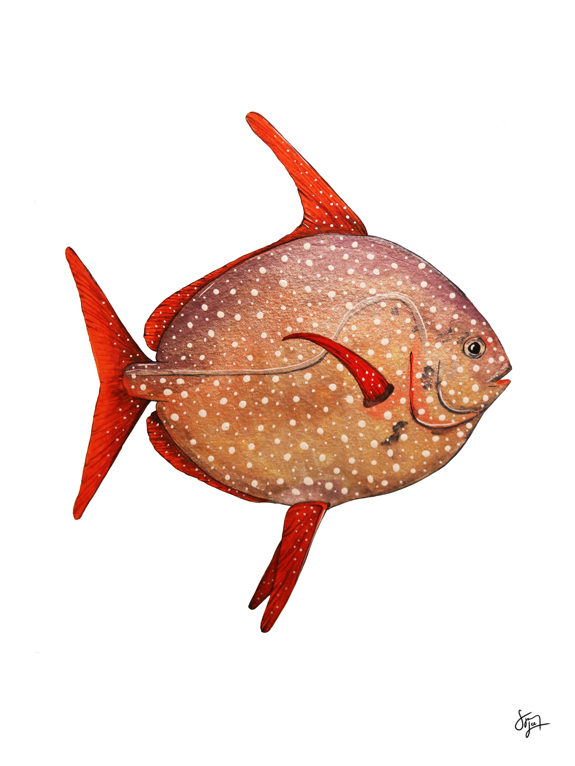 Opah Vis