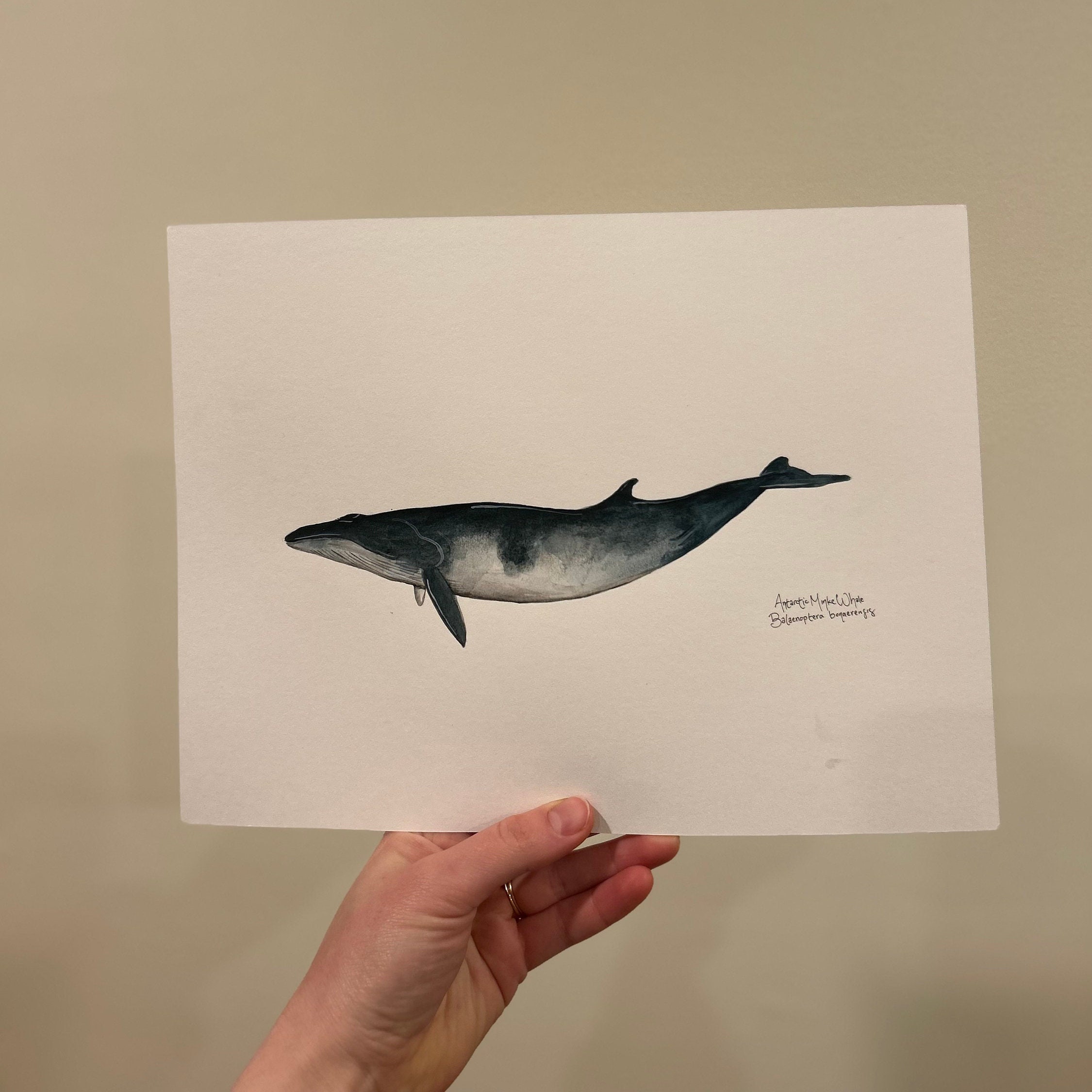 Antarctic Minke Whale Species Portrait - Giclée Art Print - Etsy
