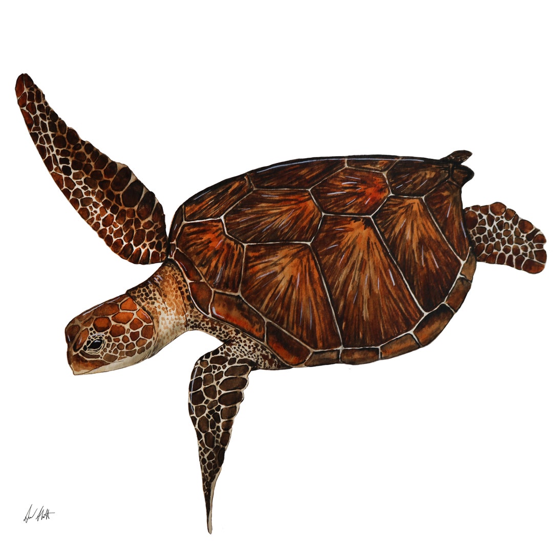 Green Sea Turtle Species Portrait - Giclée Art Print - Etsy