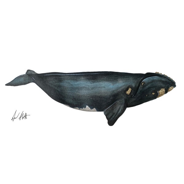 Right Whale - Etsy