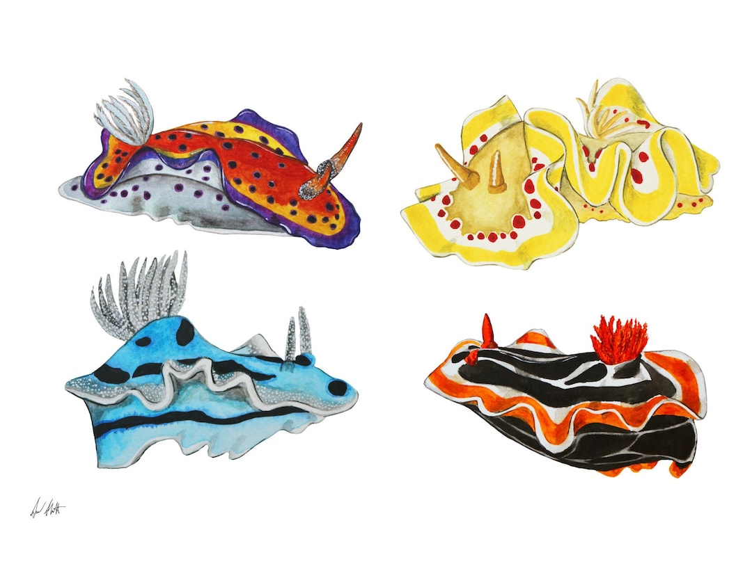 Nudibranch Poster - Giclée Art Print - Etsy