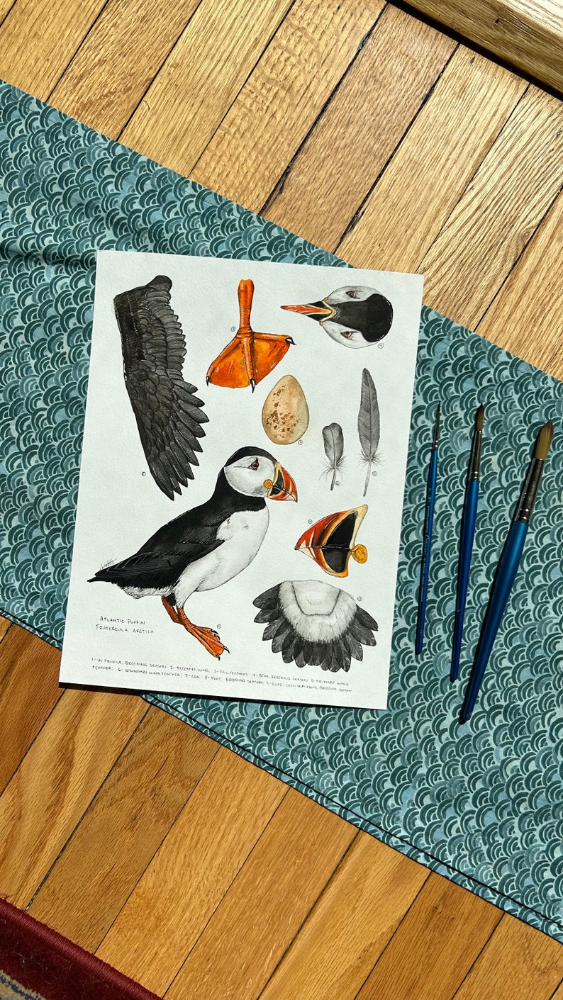 Atlantic Puffin - Fratercula Arctica Poster - Giclée Art Print - Etsy