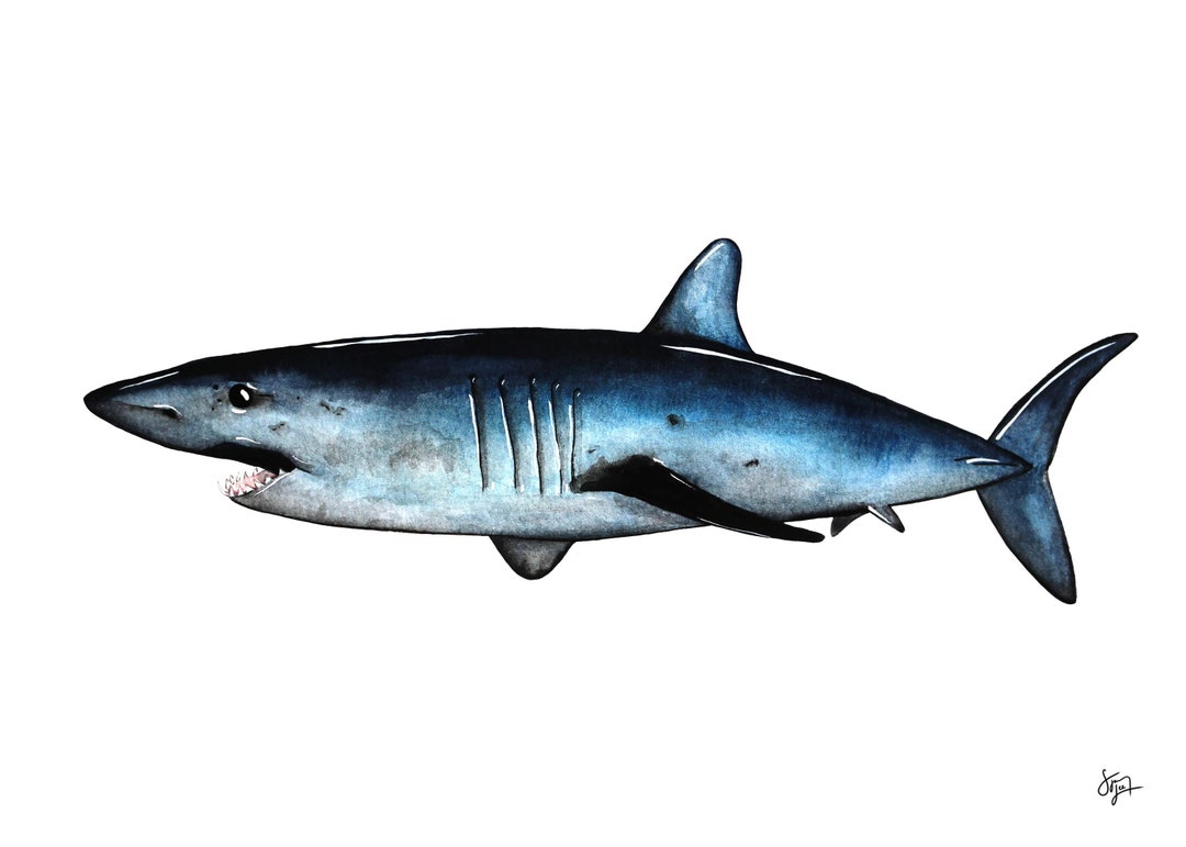 Shortfin Mako Shark Species Portrait - Giclée Art Print - Etsy