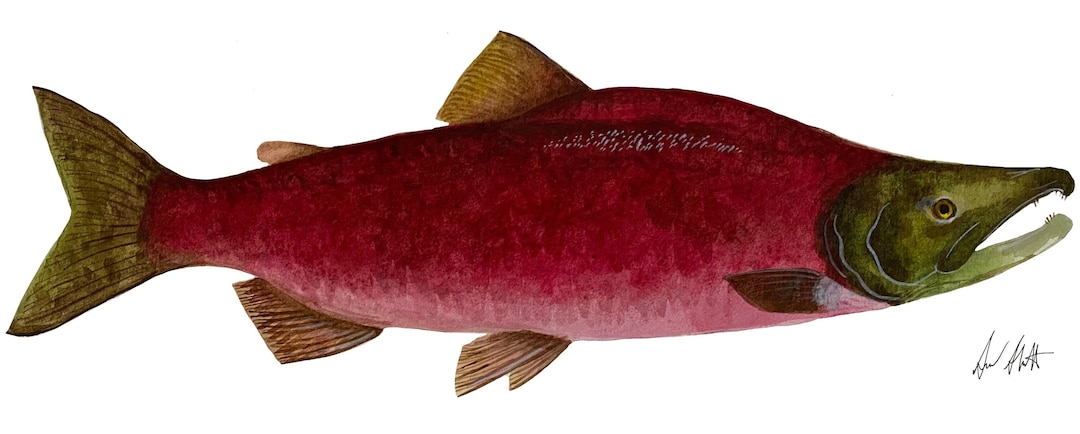 Sockeye Salmon Portrait - Giclée Art Print - Etsy