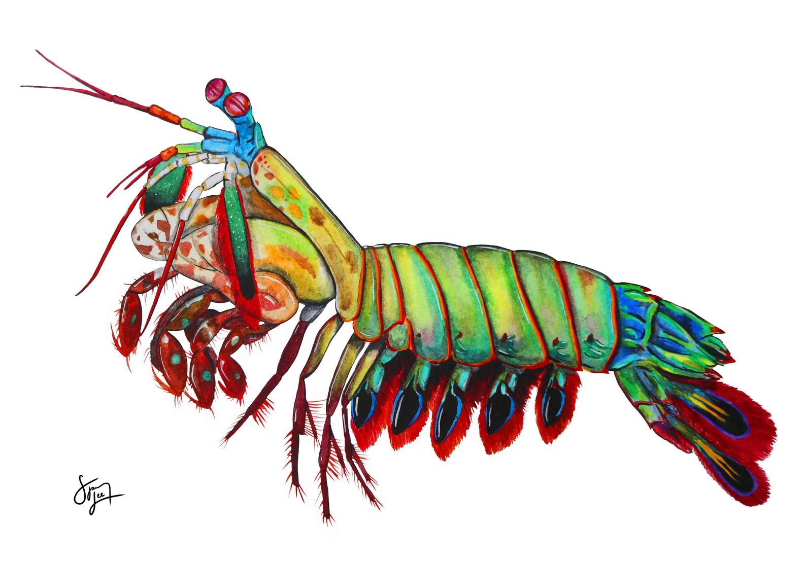 Mantis Shrimp Species Portrait - Giclée Art Print - Etsy