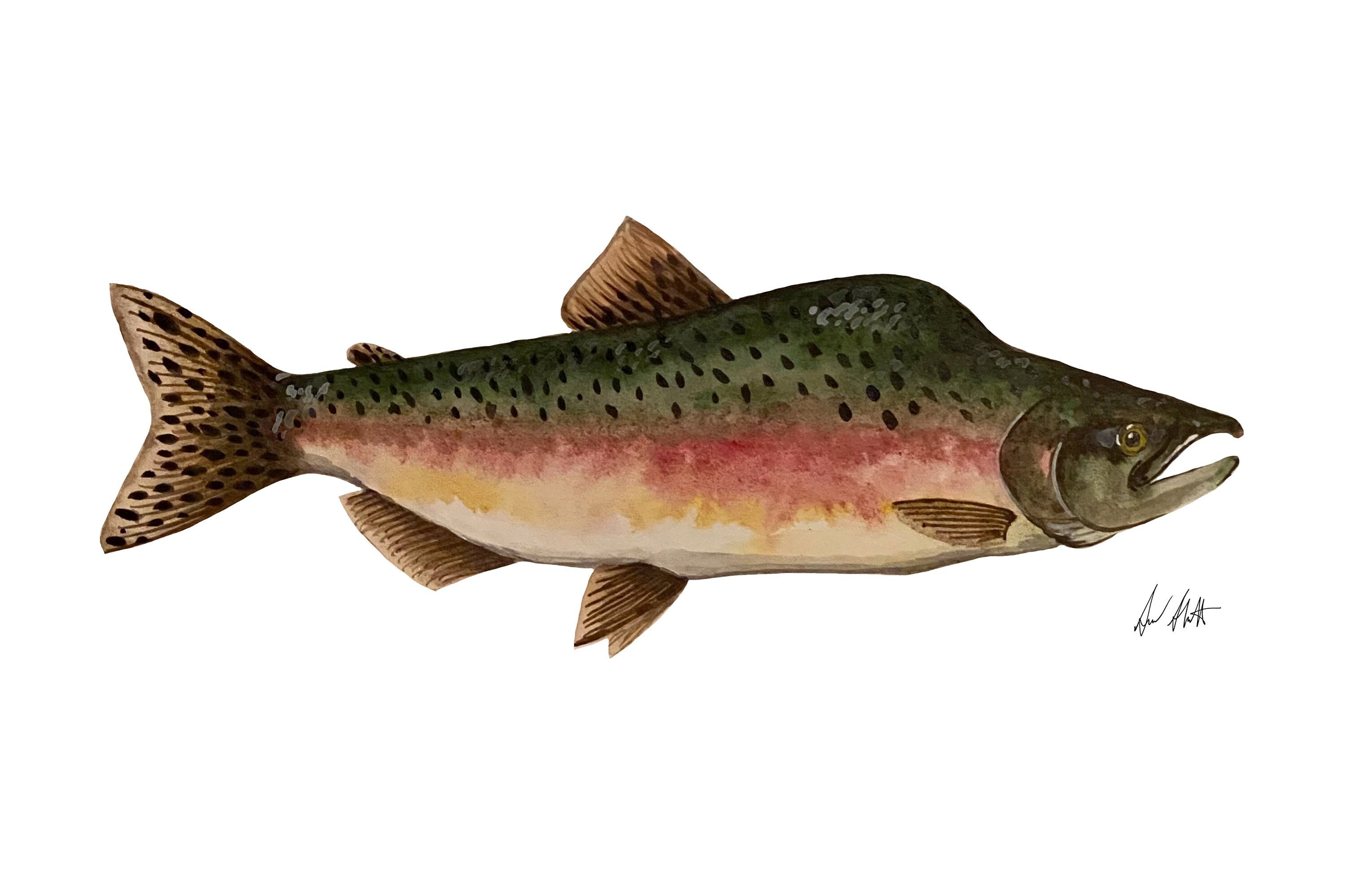 Pink Salmon Portrait - Giclée Art Print - Etsy