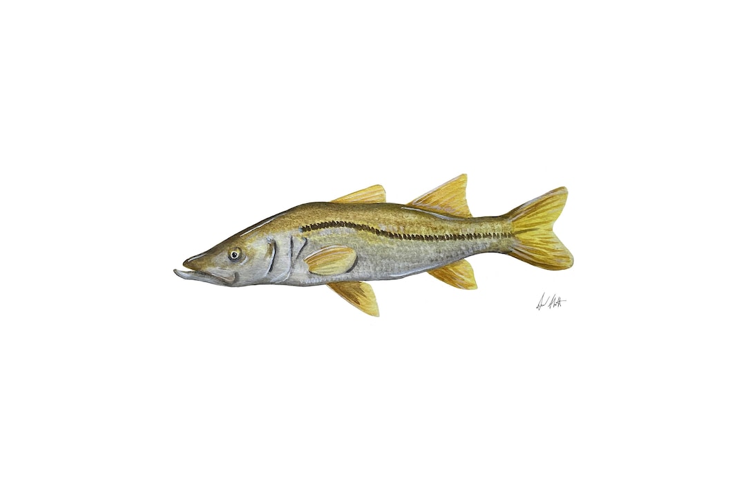 Common Snook Species Portrait - Giclée Art Print - Etsy
