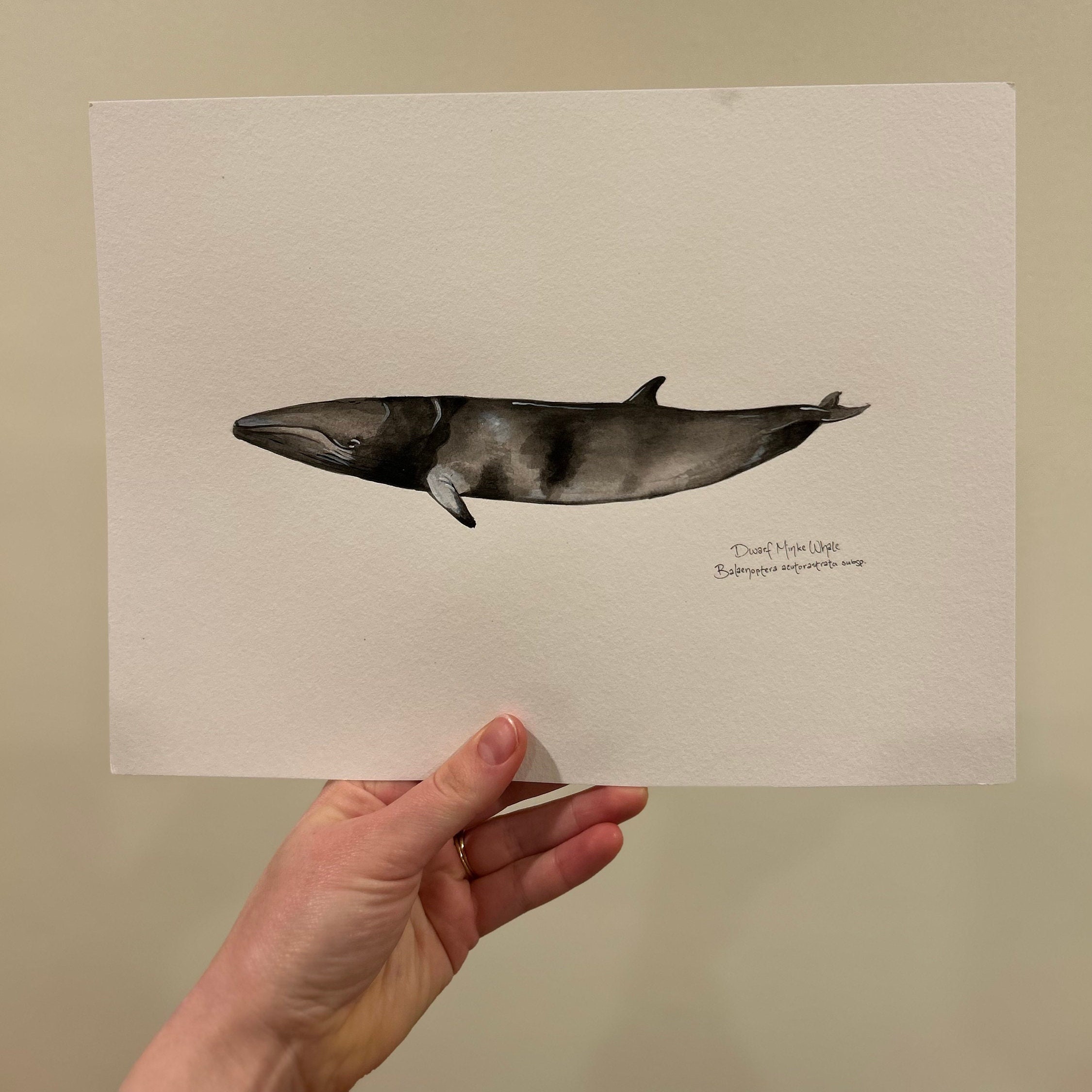 Dwarf Minke Whale Species Portrait - Giclée Art Print - Etsy