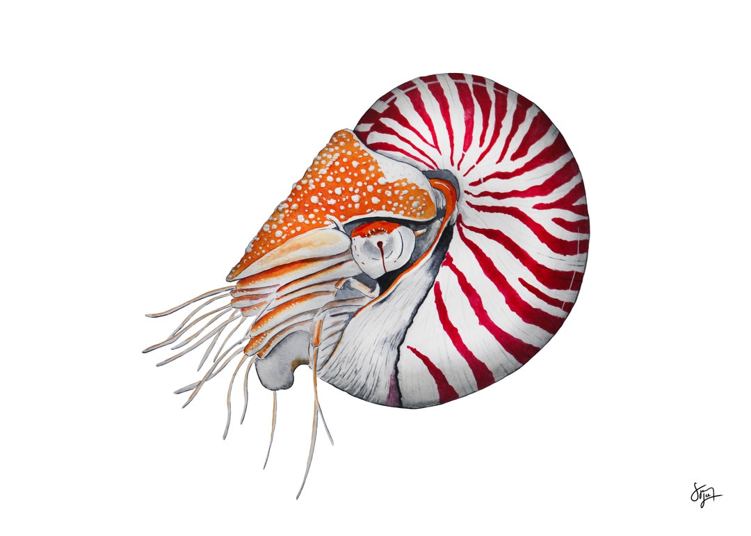 Nautilus Species Portrait - Giclée Art Print - Etsy