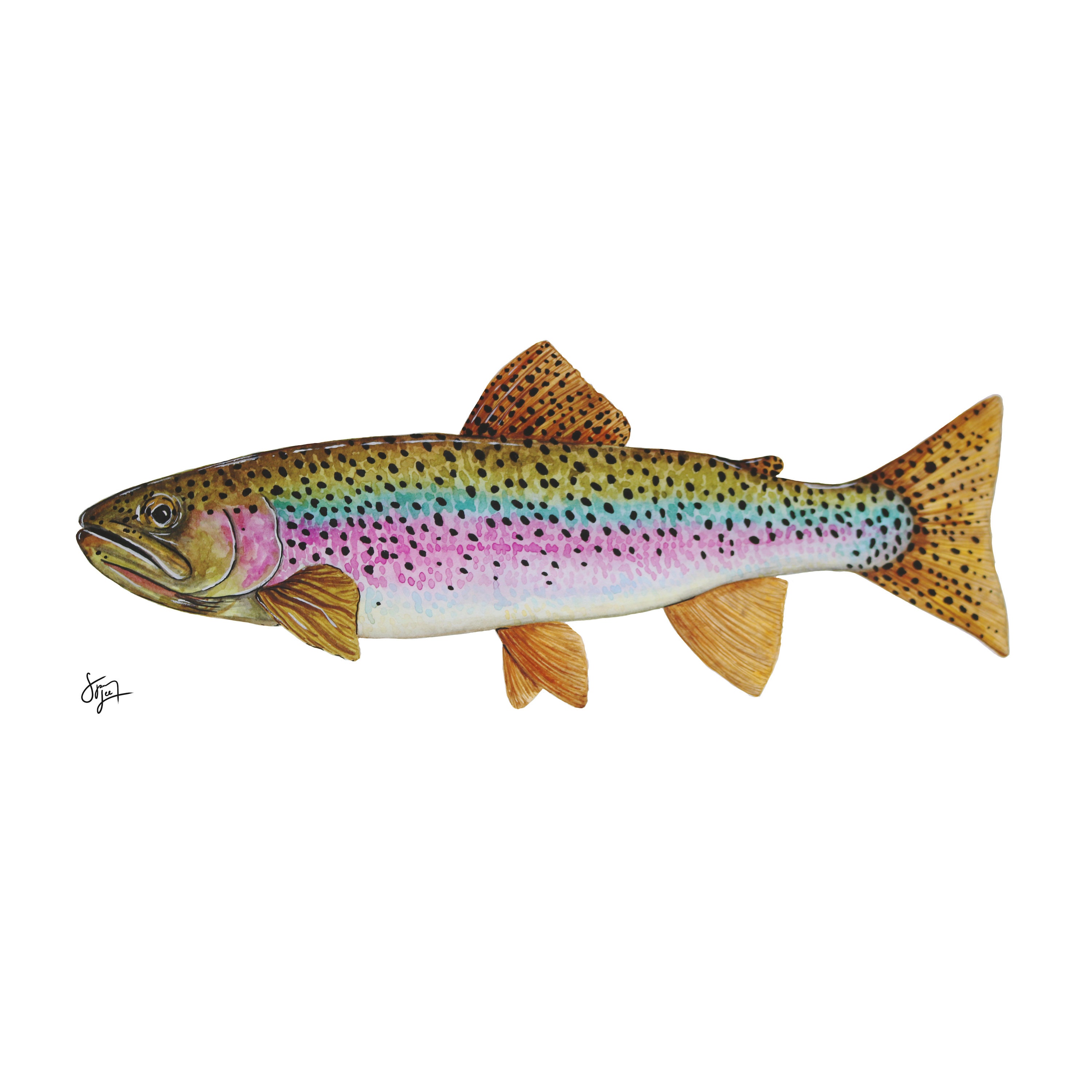 Rainbow Trout Portrait - Giclée Art Print - Etsy