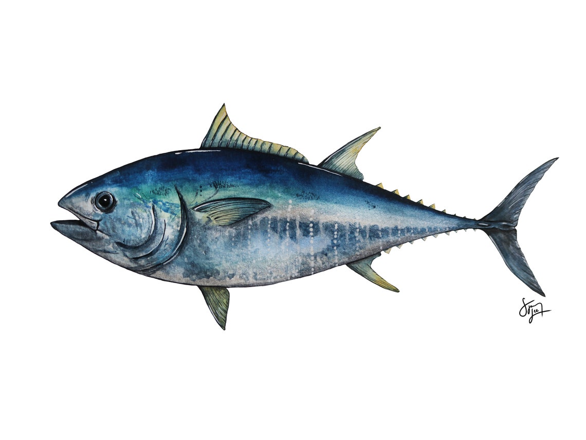 Pacific Bluefin Tuna Species Portrait - Giclée Art Print - Etsy