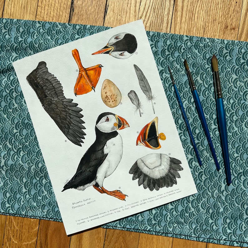 Atlantic Puffin - Fratercula Arctica Poster - Giclée Art Print - Etsy