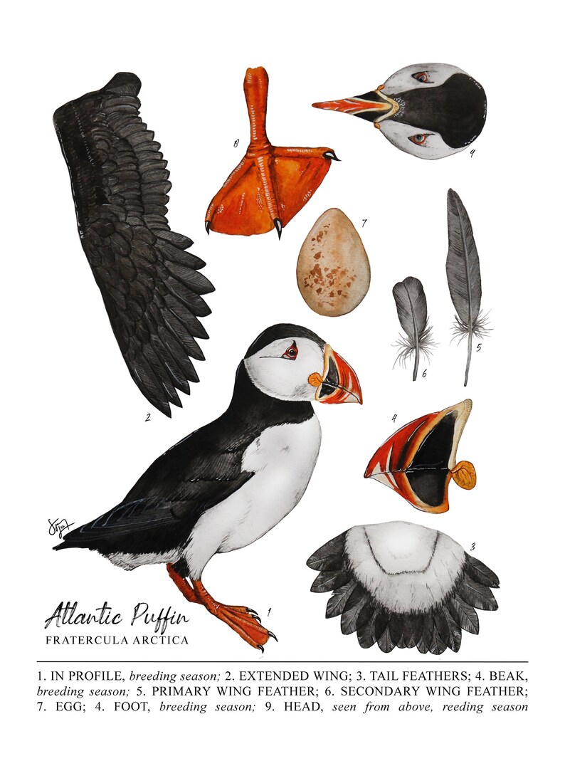 Atlantic Puffin - Fratercula Arctica Poster - Giclée Art Print - Etsy
