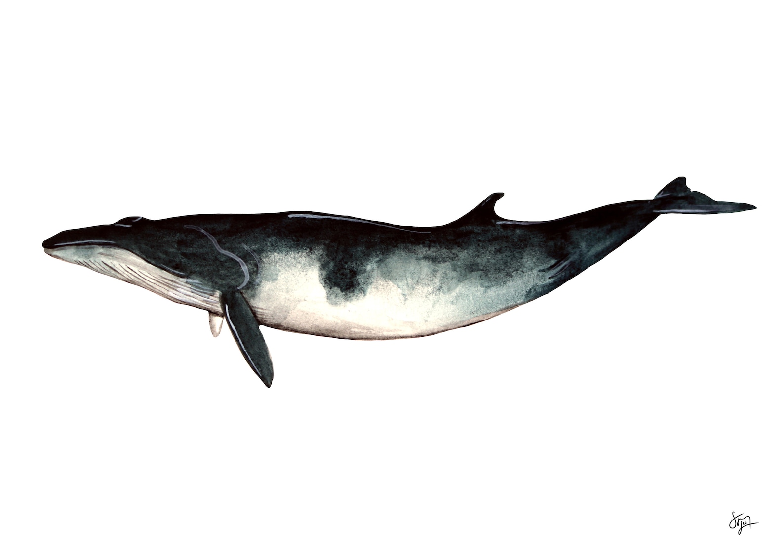 Antarctic Minke Whale Species Portrait - Giclée Art Print - Etsy
