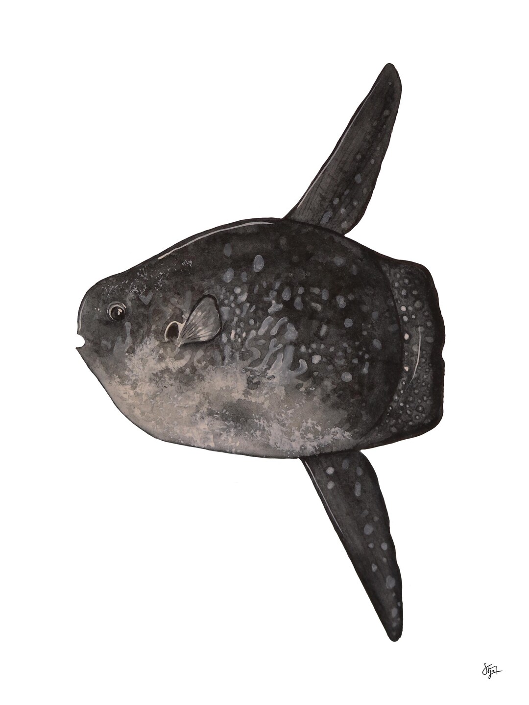 Ocean Sunfish (mola Mola) Species Portrait - Giclée Art Print - Etsy
