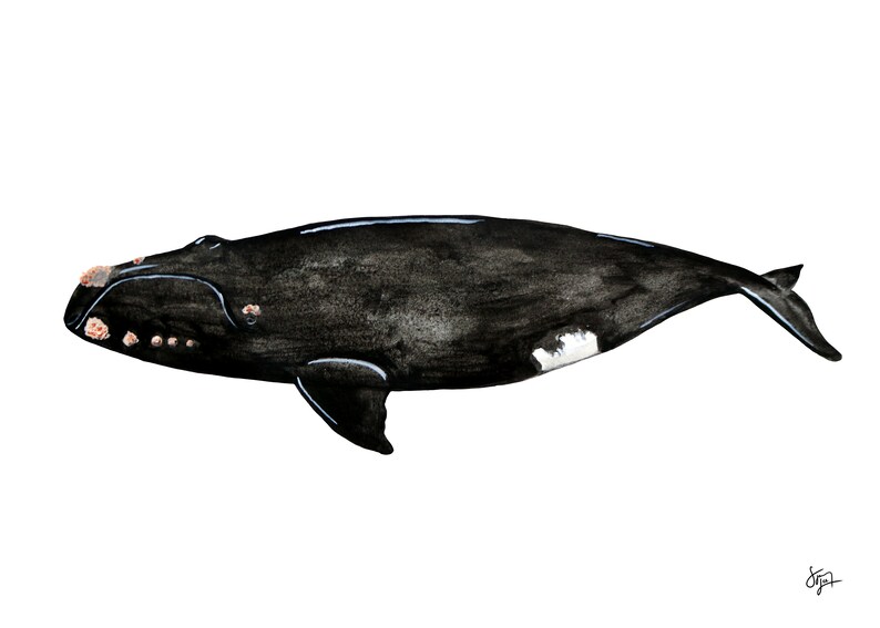 North Pacific Right Whale Species Portrait - Giclée Art Print - Etsy