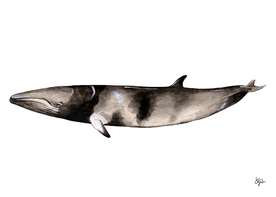 Dwarf Minke Whale Species Portrait - Giclée Art Print - Etsy