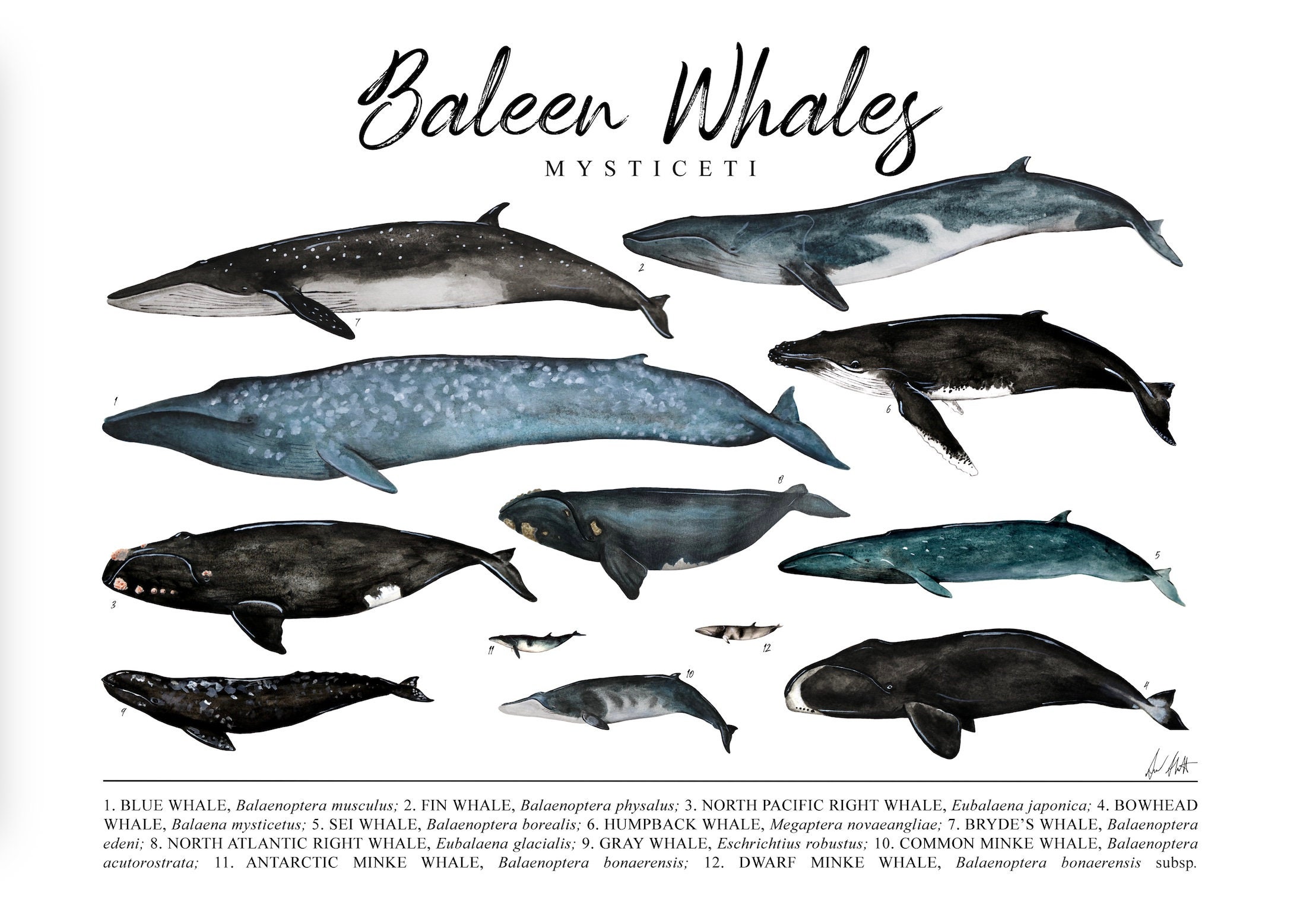 Baleen Whales