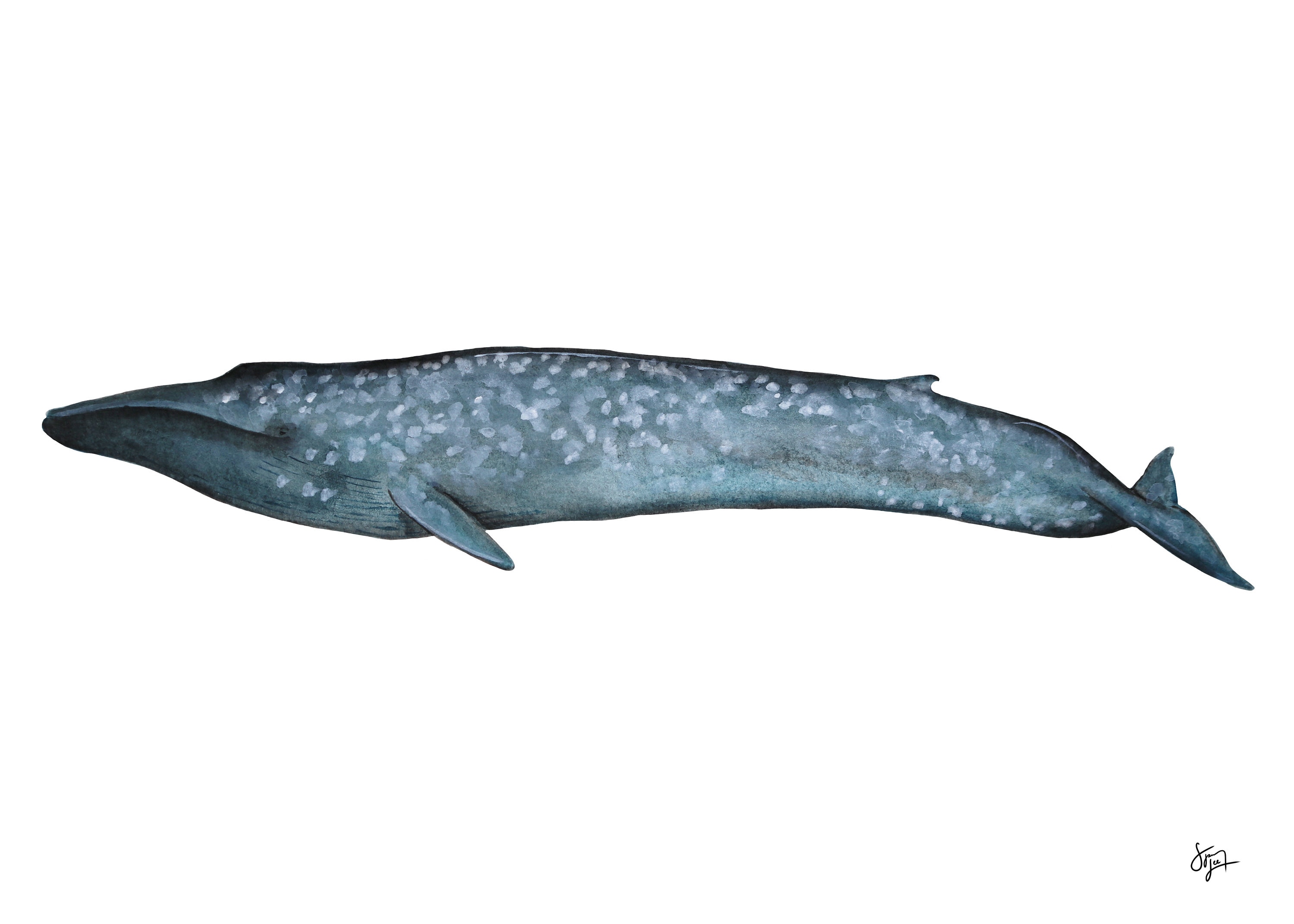 Blue Whale Species Portrait - Giclée Art Print - Etsy