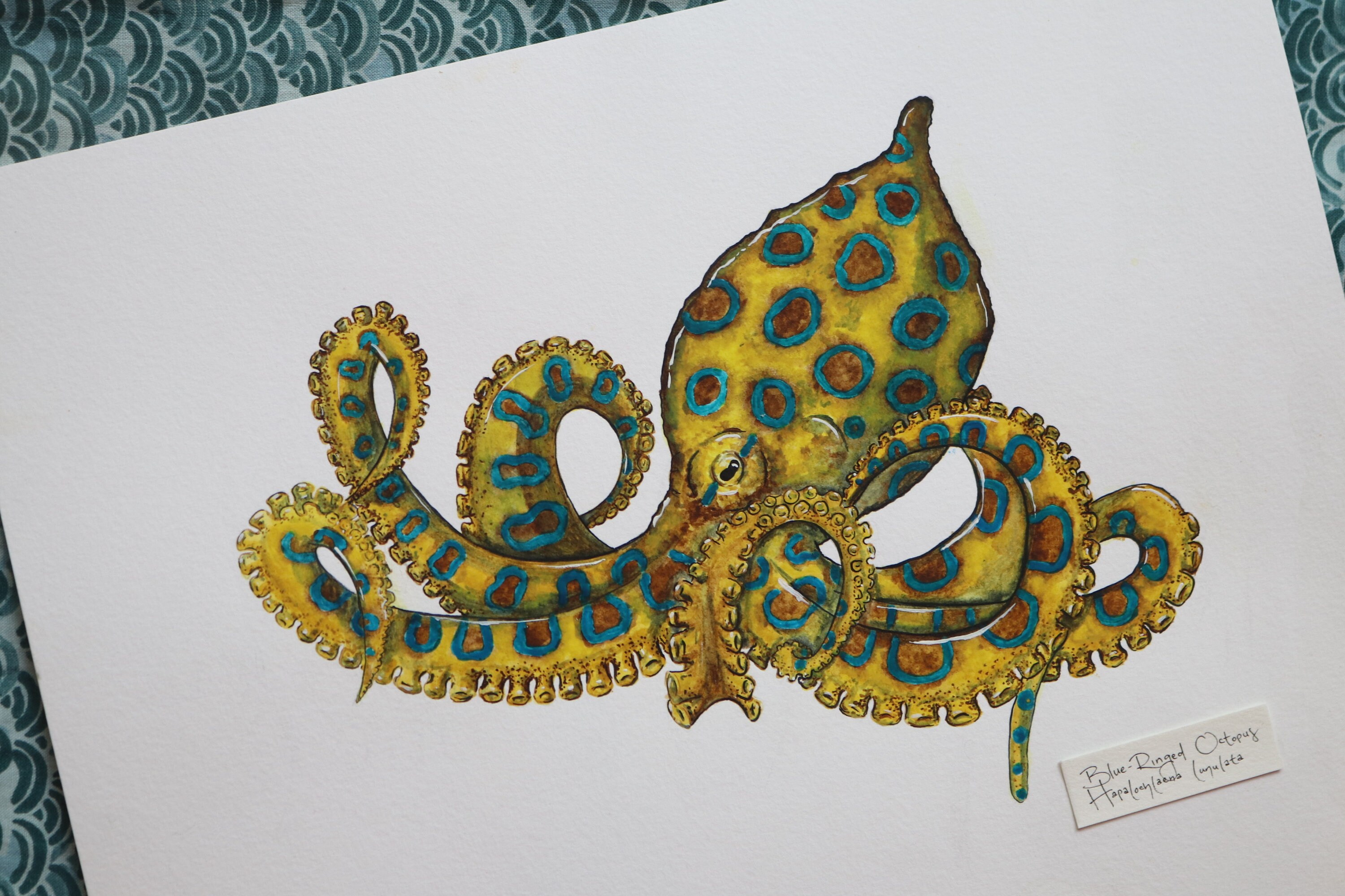 Blue-ringed Octopus Species Portrait - Giclée Art Print - Etsy Australia