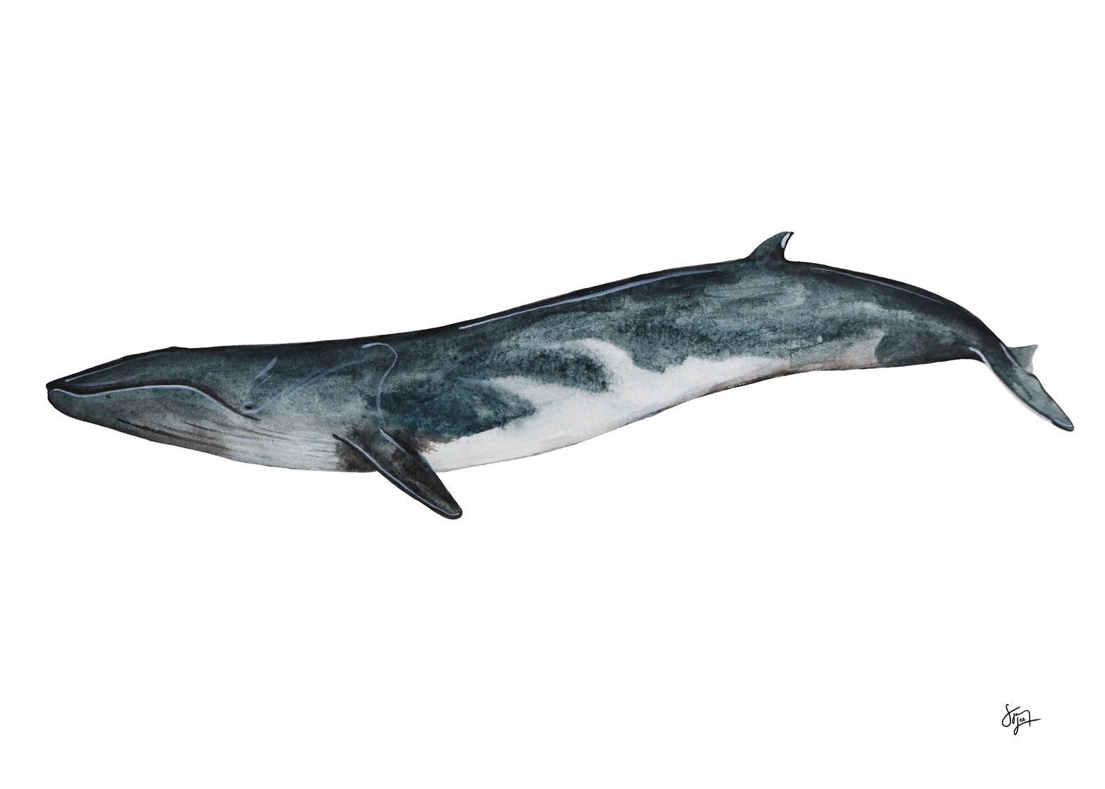 Fin Whale Species Portrait - Giclée Art Print - Etsy