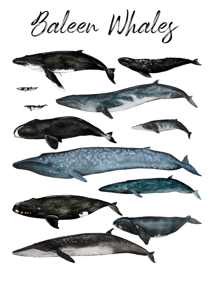 Baleen Whales - Mysticeti Poster - Giclée Art Print - Etsy