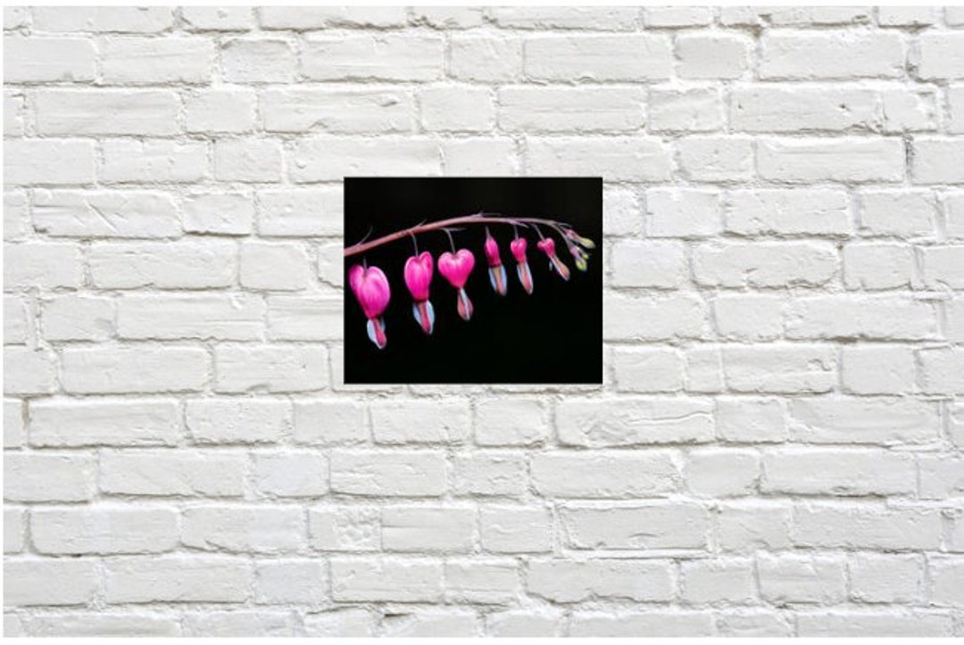 Bleeding Heart Flower Photo Print - Unique Gift - Perfect Mothers Day ...