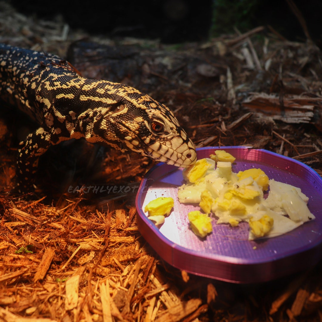 Reptile Feeding Dish Shallow Food Dish for Lizards Geckos - Etsy