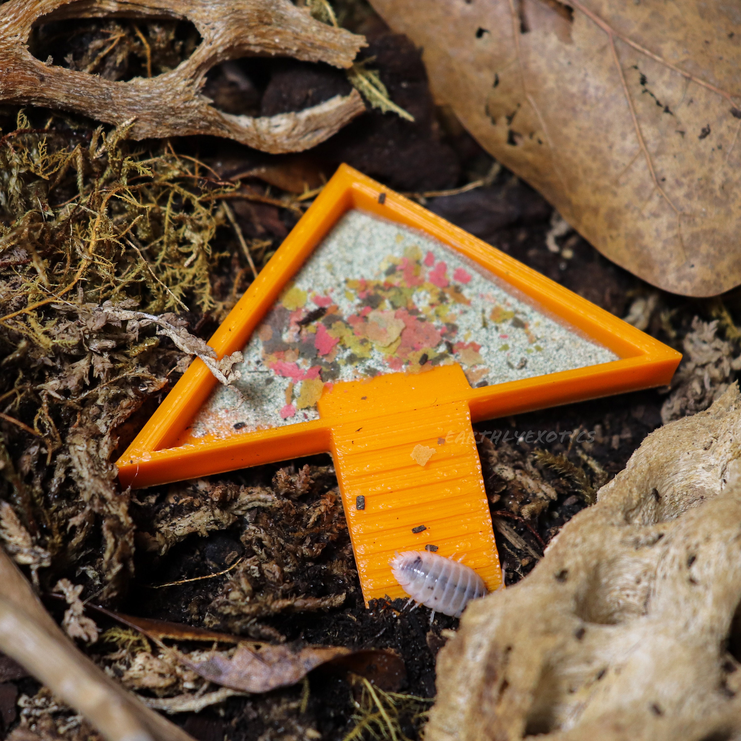 Isopod Feeding Dish Triangle Tiny Food Bowl Rolly Polly - Etsy