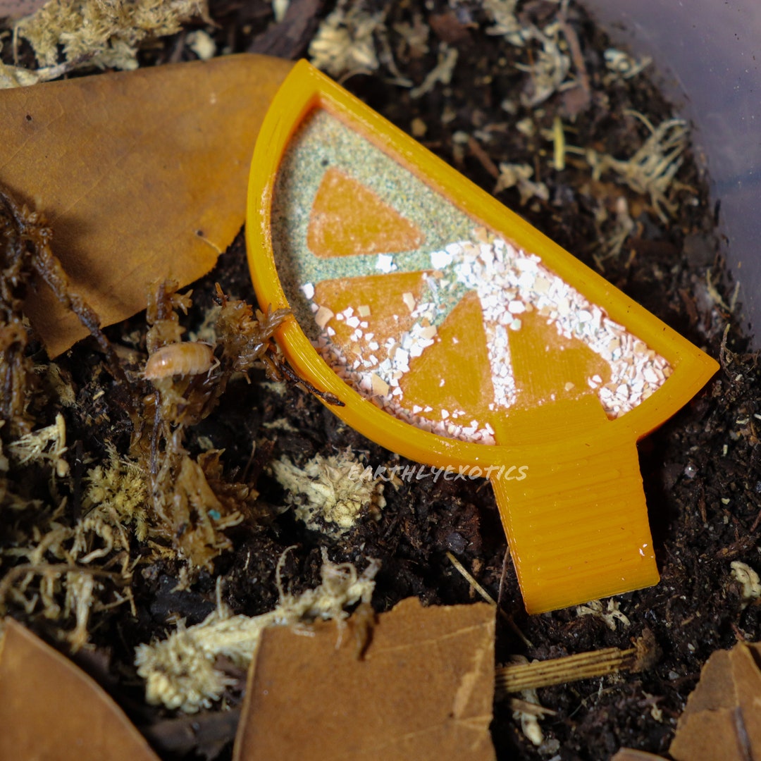 Orange Isopod Feeding Dish, Tiny Food Bowl, Rolly Polly Feeding Station ...