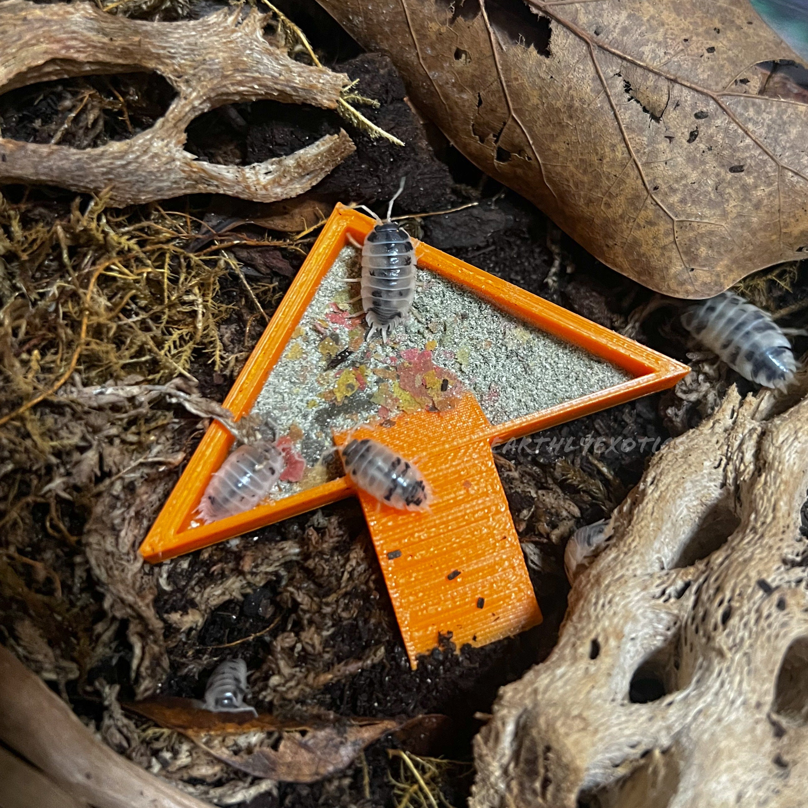 Isopod Feeding Dish Triangle Tiny Food Bowl Rolly Polly - Etsy