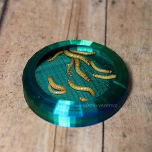 Reptile Escape Proof Feeding Bowl - Etsy
