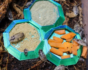 Isopod 10 Pack Feeding Dish Isopod Food Tray Insect Dish Insect Feeder ...