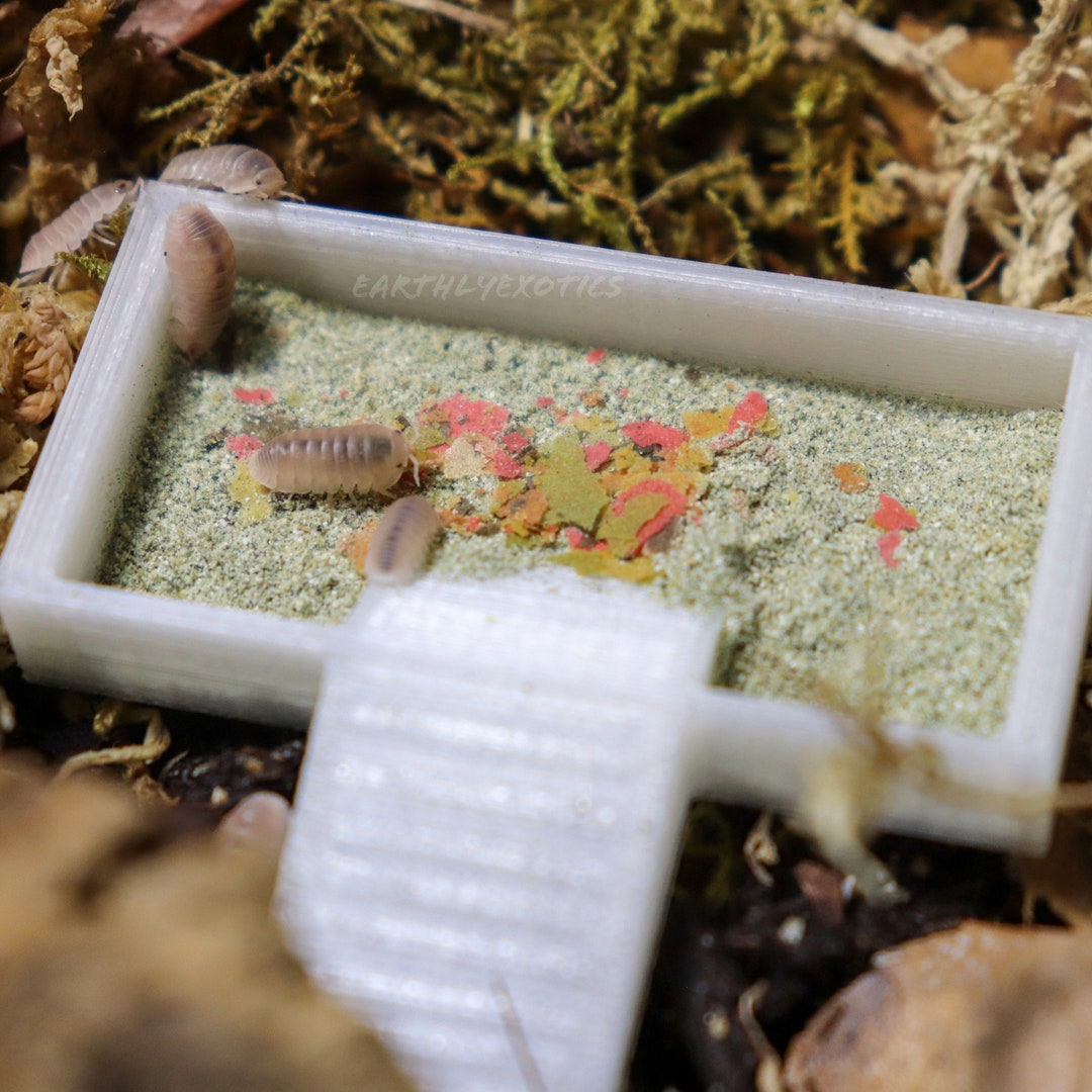 Isopod Feeding Dish Rectangle, Tiny Food Bowl, Rolly Polly Feeding ...
