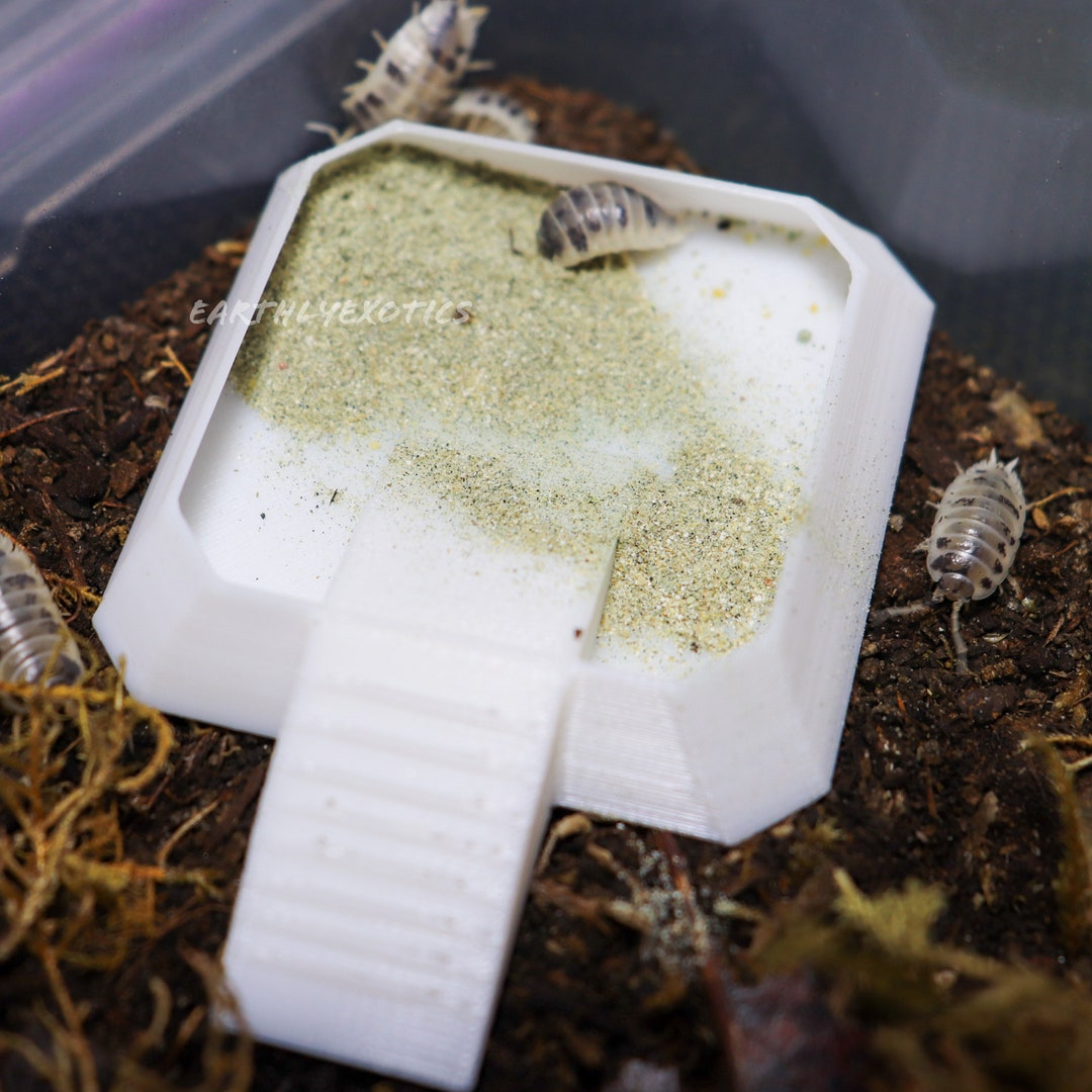 Isopod Feeding Dish, Tiny Food Bowl, Rolly Polly Feeding Station ...