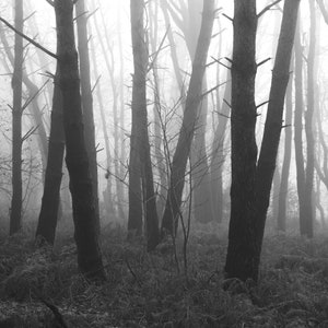 Abstract Photo of a Forest on a Foggy Morning - Etsy