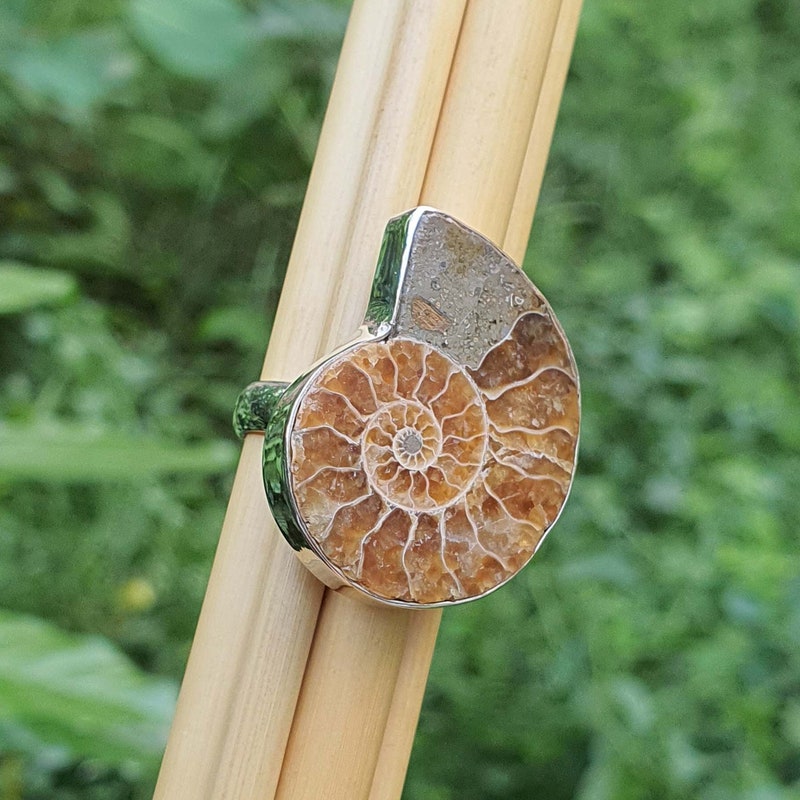 Ammonite Shell - Etsy