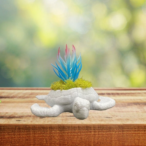 Turtle Planter - Etsy
