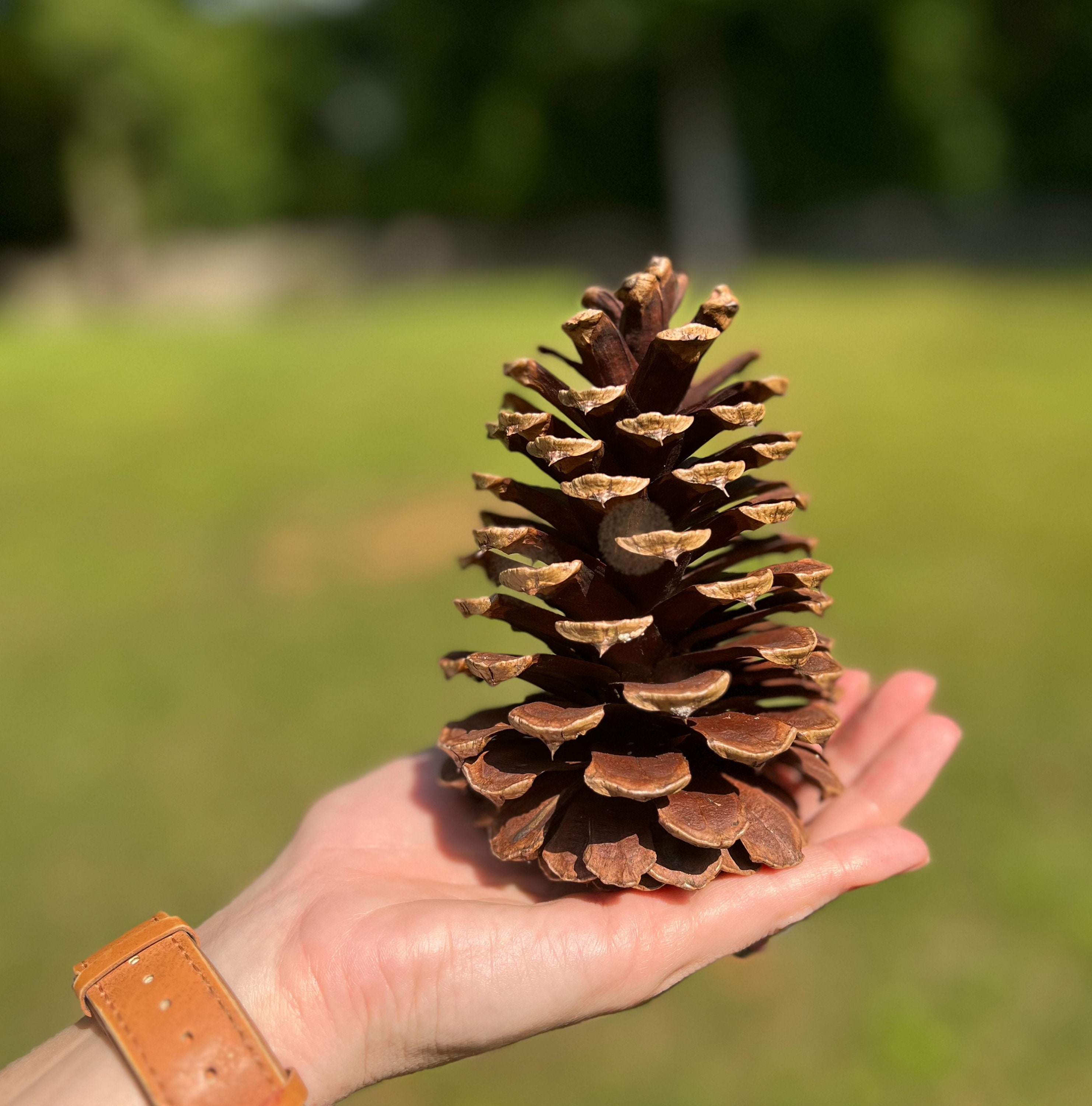 Cinnamon Pinecones Real Pinecones Classic Holiday Décor Natural ...
