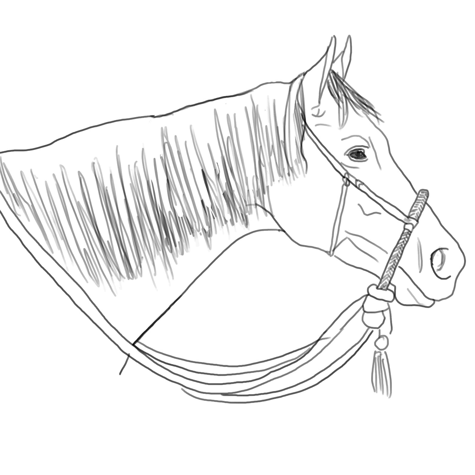 Horse Head Drawing, Bosal Drawing, Digital Horse Head, Mecate Reins ...