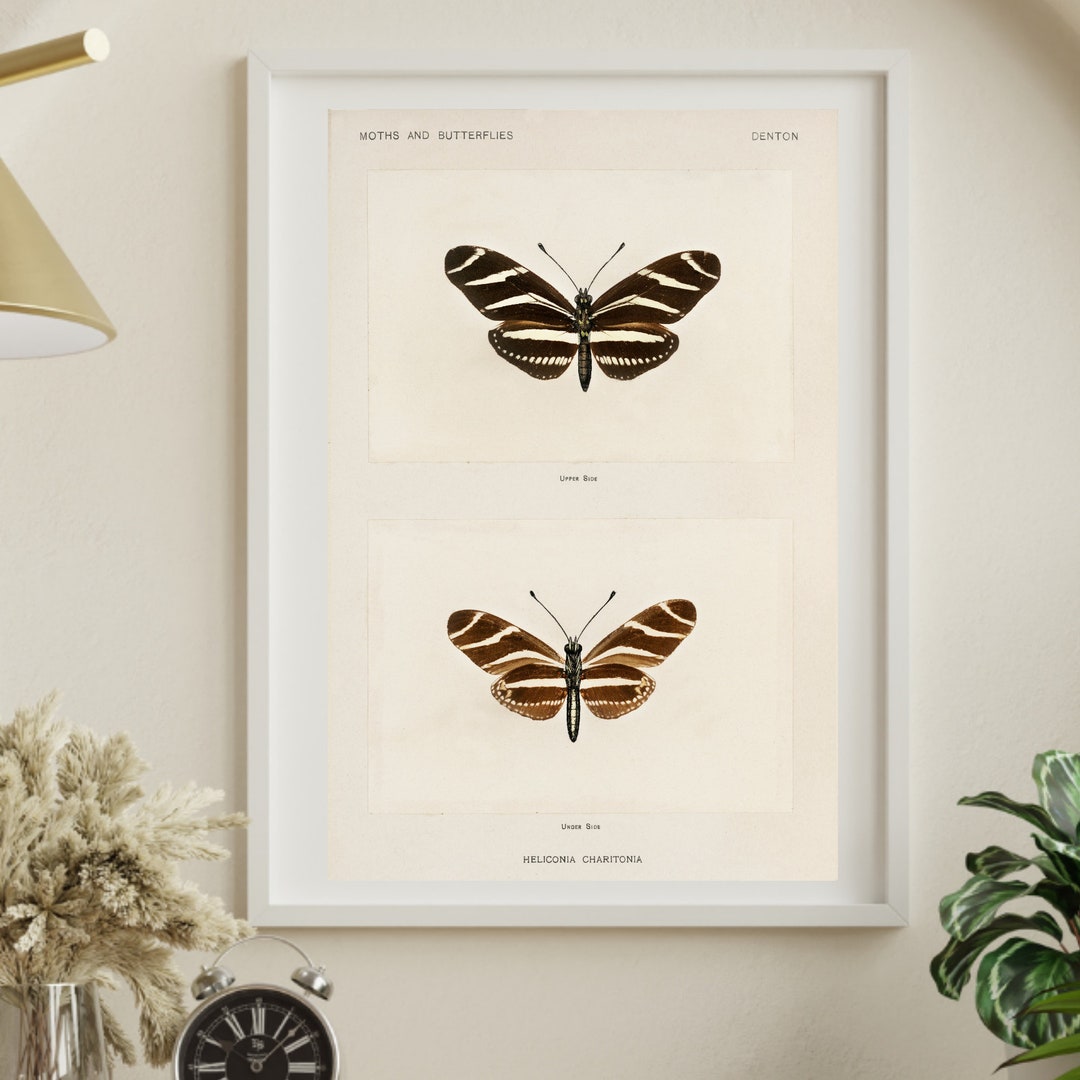 Zebra Longwing heliconia Charitonia, Printable Wall Art, Digital ...