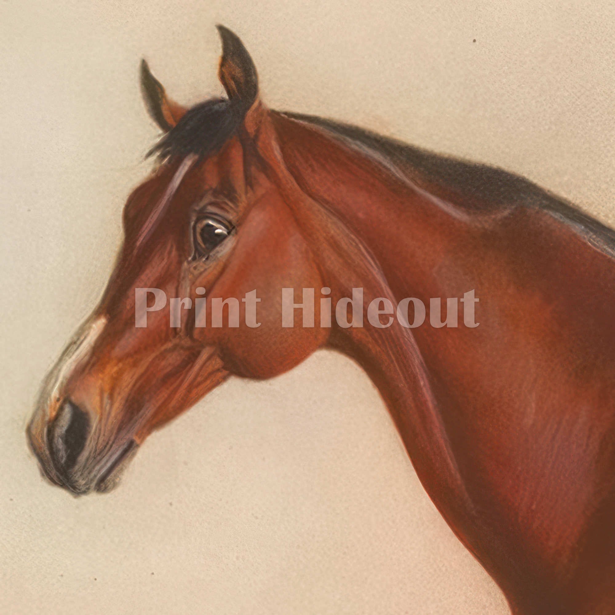 Lexington Famous Race Horse and Nineteenth Century Stallion - Vintage ...