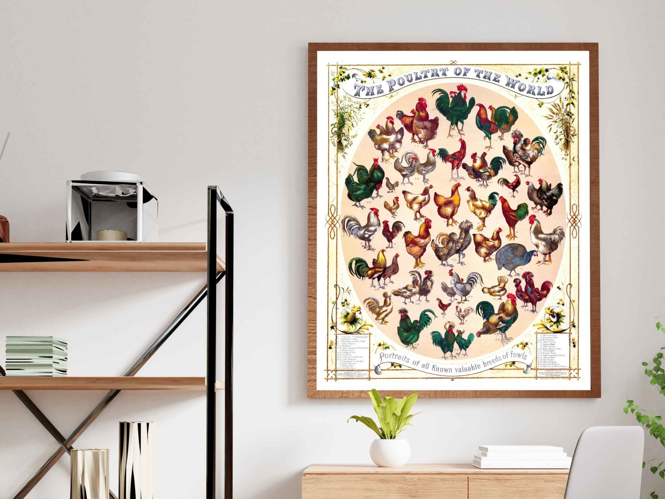 Vintage Chicken Poultry Breeds Illustration Print Farmhouse - Etsy
