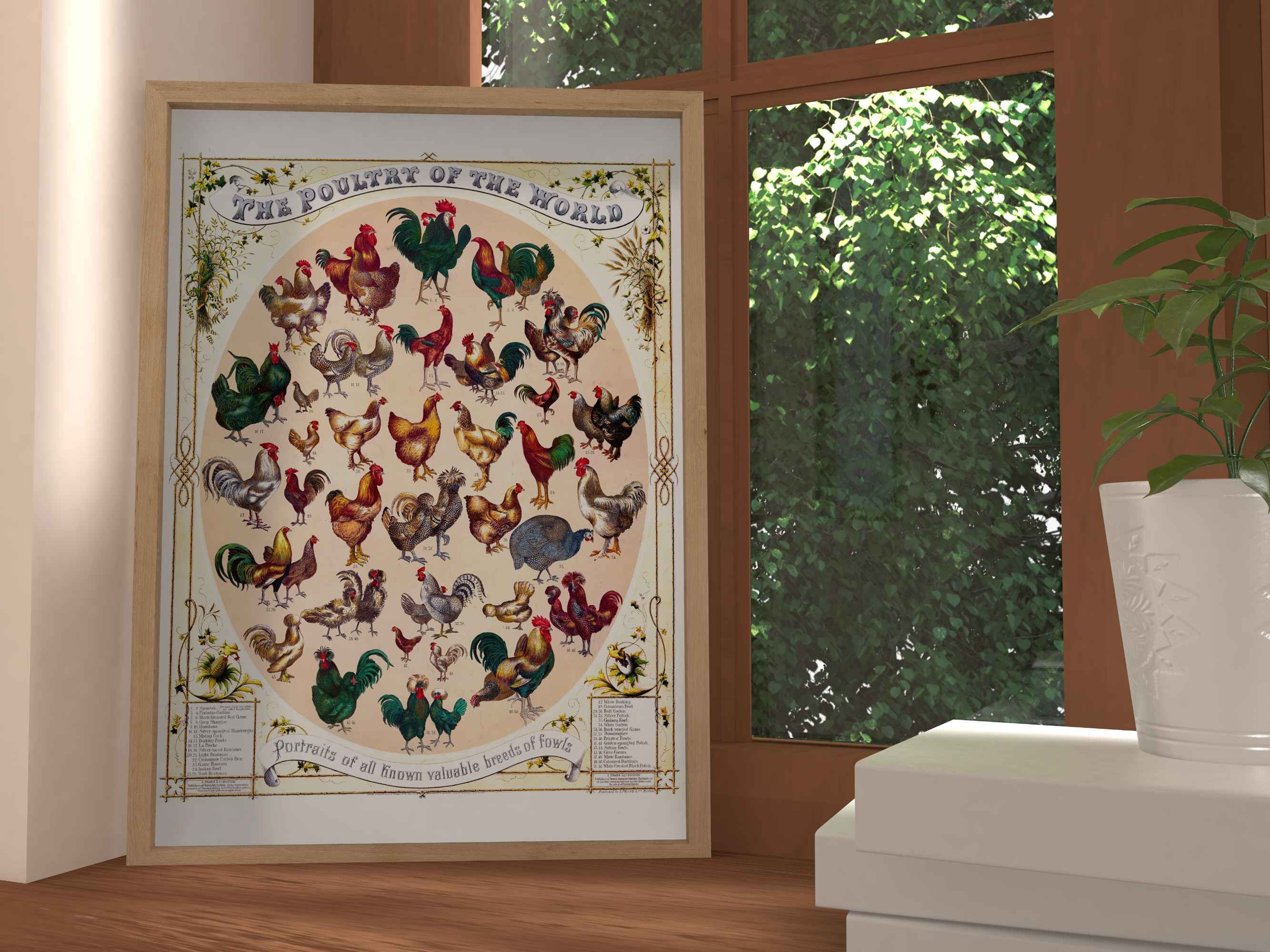 Vintage Chicken Poultry Breeds Illustration Print Farmhouse - Etsy