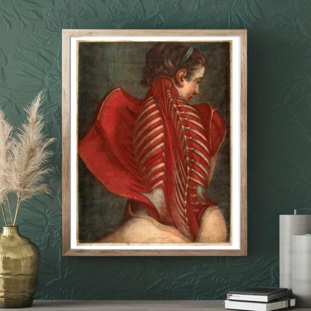 Anatomical Art Print | Vintage Medical Illustration | Jacques Gautier D ...
