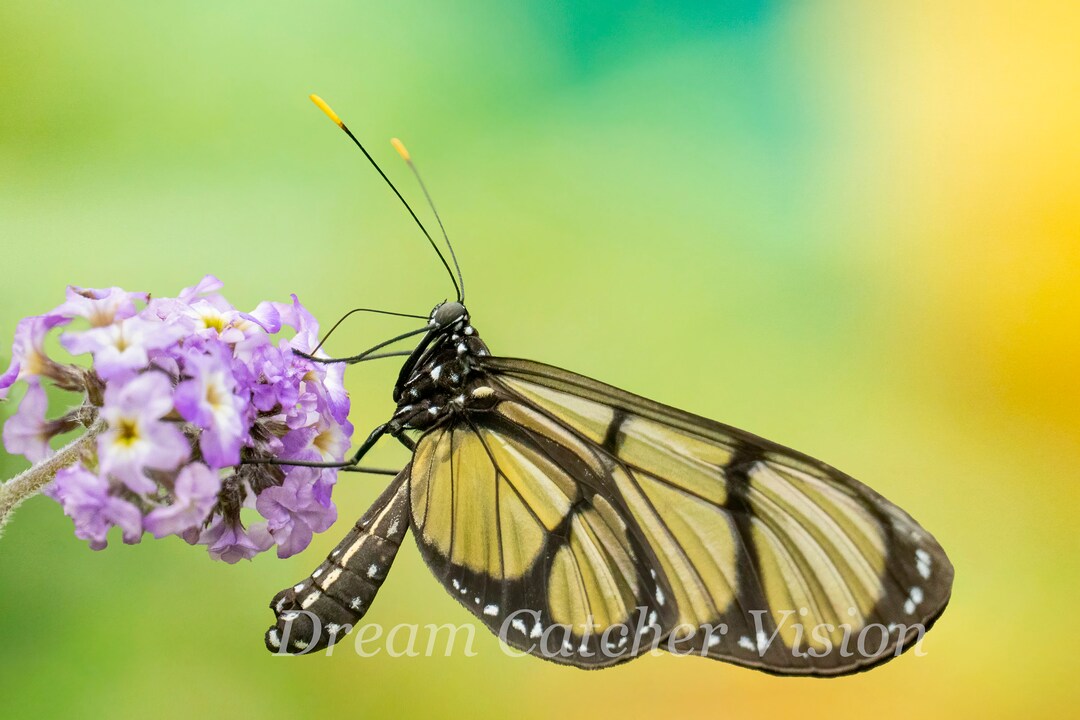 Giant Glasswing Butterfly Photography, Instant Digital Download, Home ...