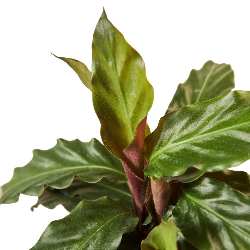 4in Calathea Plant furry Feather Houseplant Indoor Plants Live Plants ...